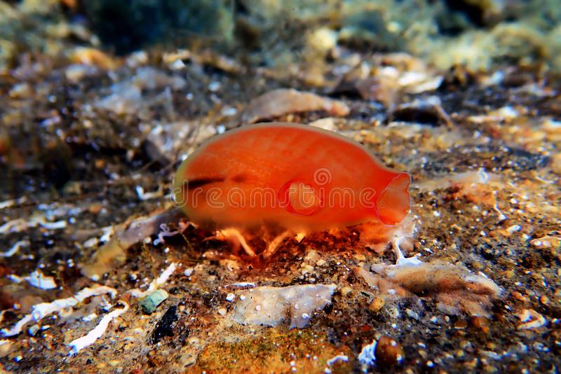 Looks like a clam without a shell | Reef2Reef
