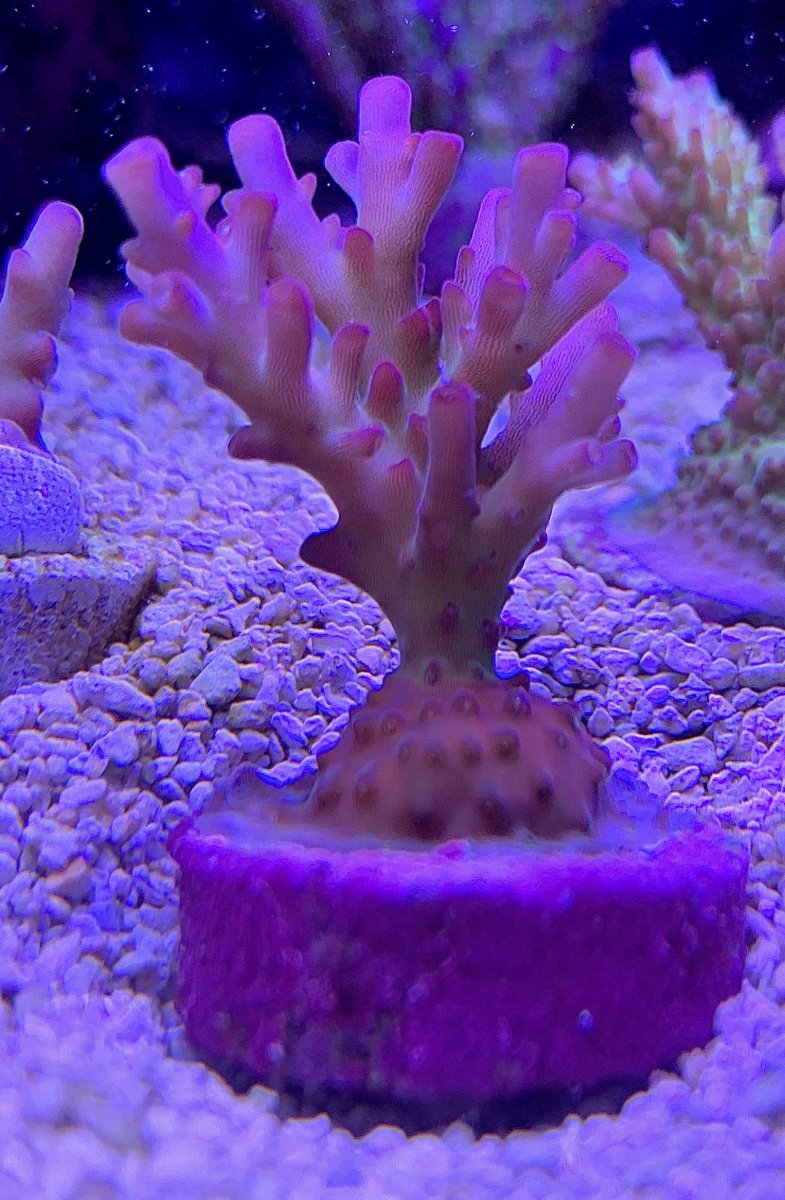 SBB Corals- Back to School Sale! 500 WYSIWYG coral Drop!!! Prize, games ...