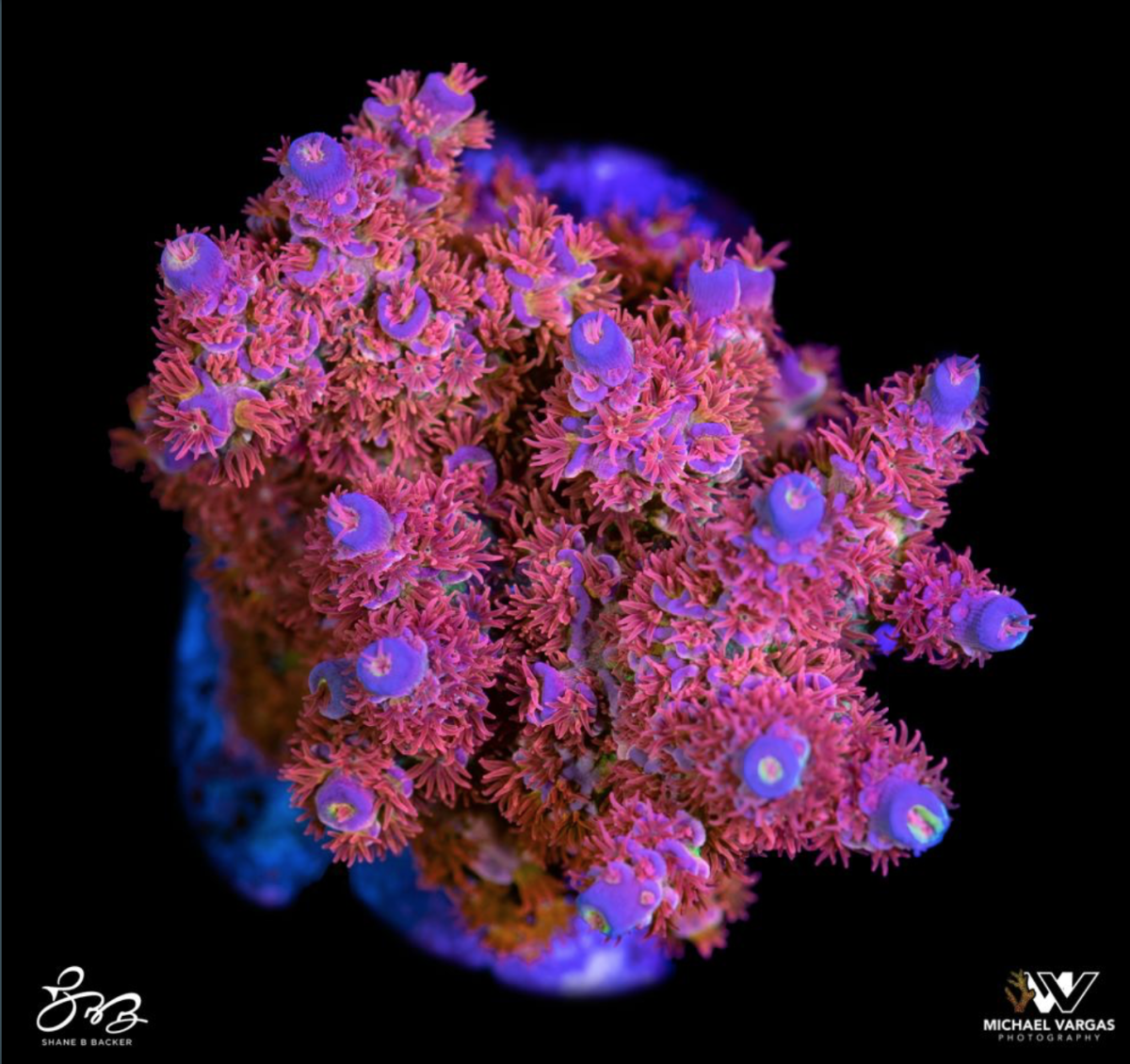 **SBB Corals**- Fall Mega Coral sale! 600 WYSIWYG coral Drop + Auctions ...