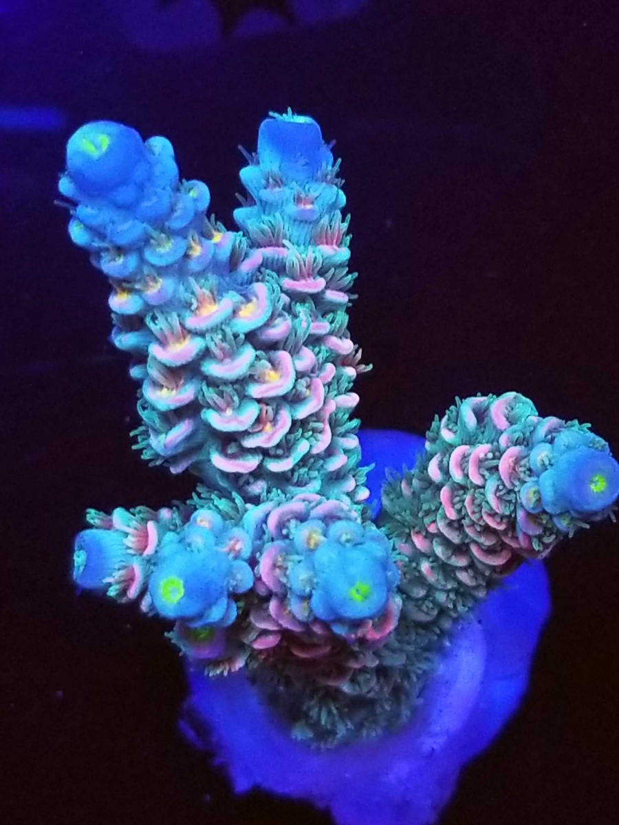 **SBB Corals**- Fall Mega Coral sale! 600 WYSIWYG coral Drop + Auctions ...