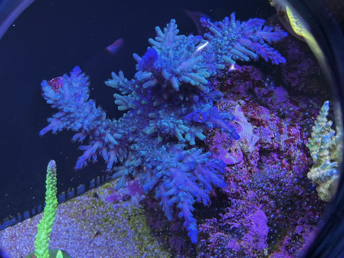 Build Thread - Old School SPS Reef v5.0 | Page 3 | Reef2Reef