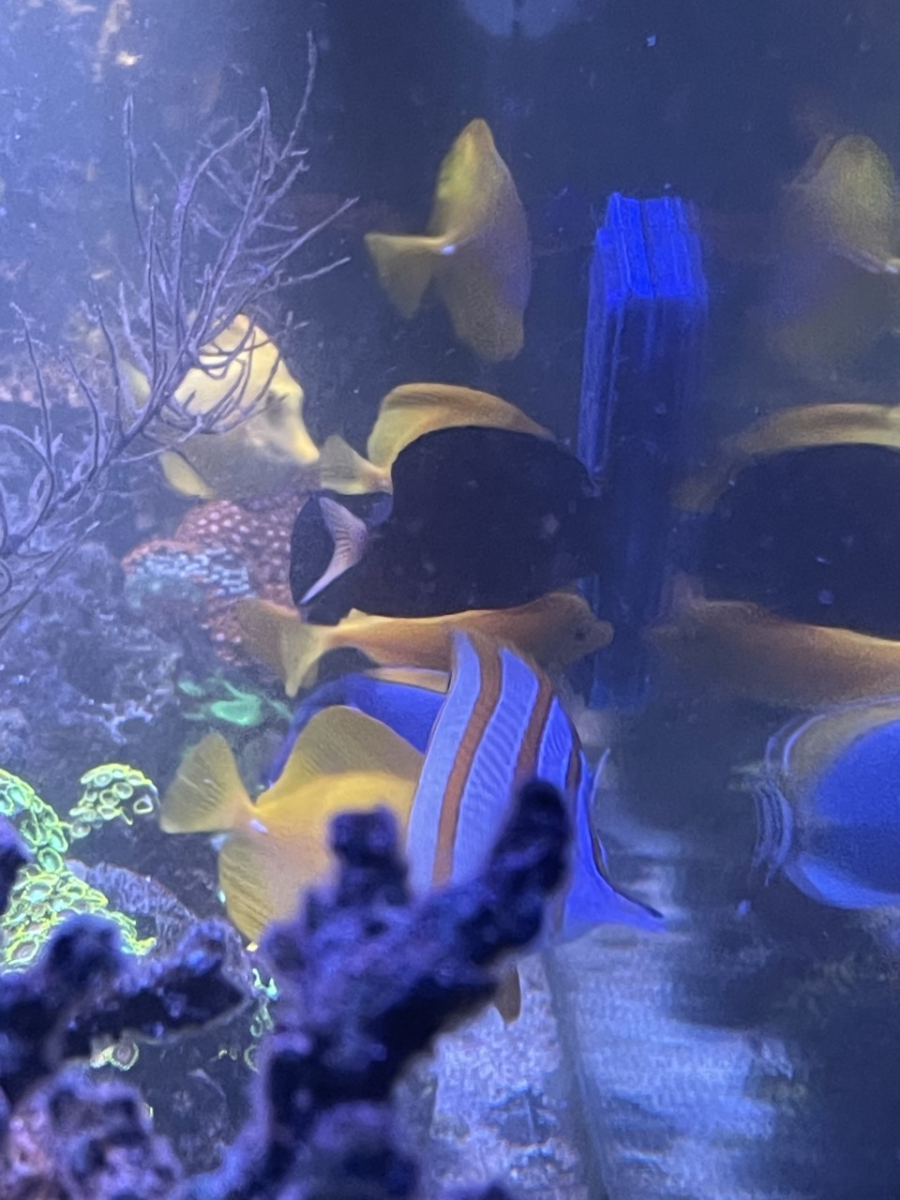 EMERGENCY - Rapid progression of HLLE and fast breathing. | Reef2Reef