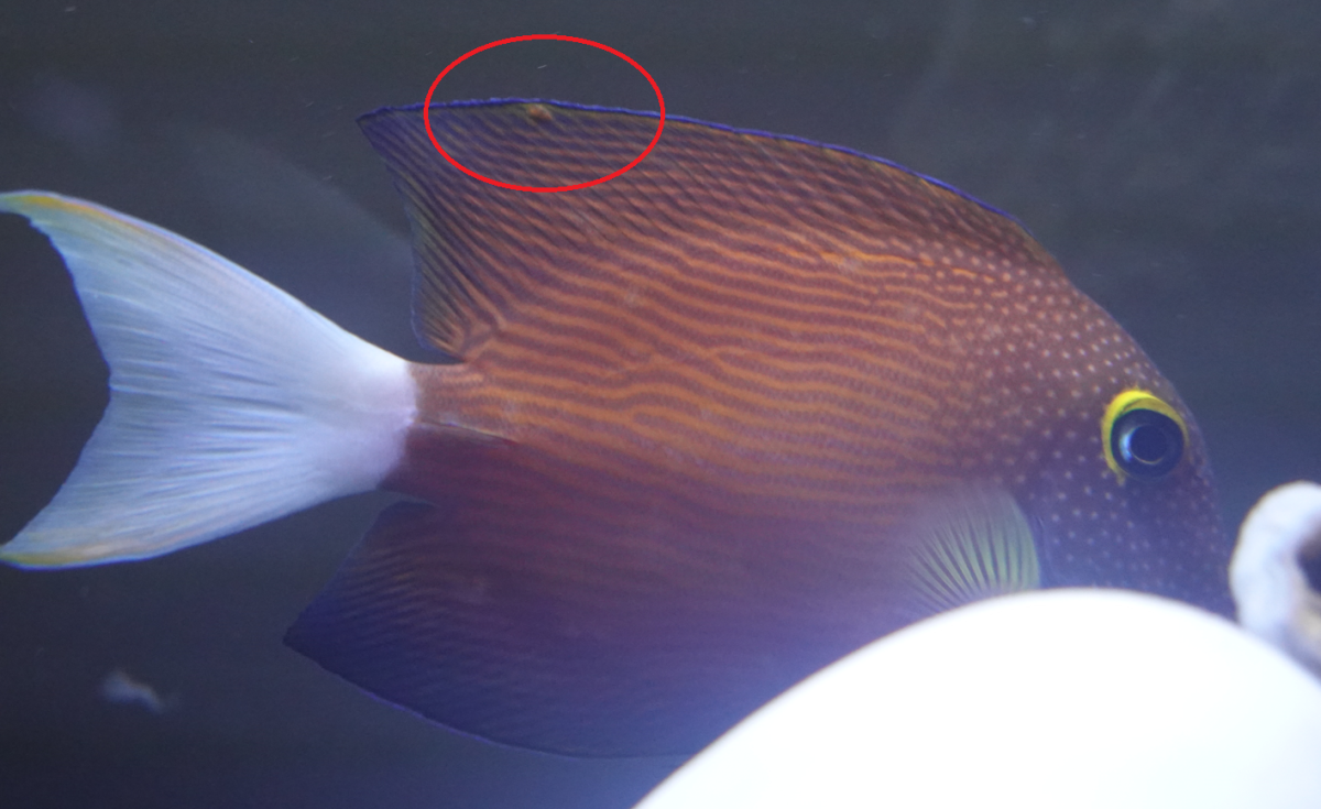 Brown bump on new White Tail Kole tang | Reef2Reef