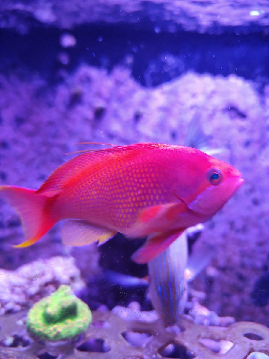 Lyretail anthias - female changing colors | Reef2Reef