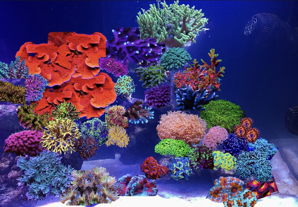 Build Thread - Lost in the Wrasses! Rollercoaster of a Reef Build ...