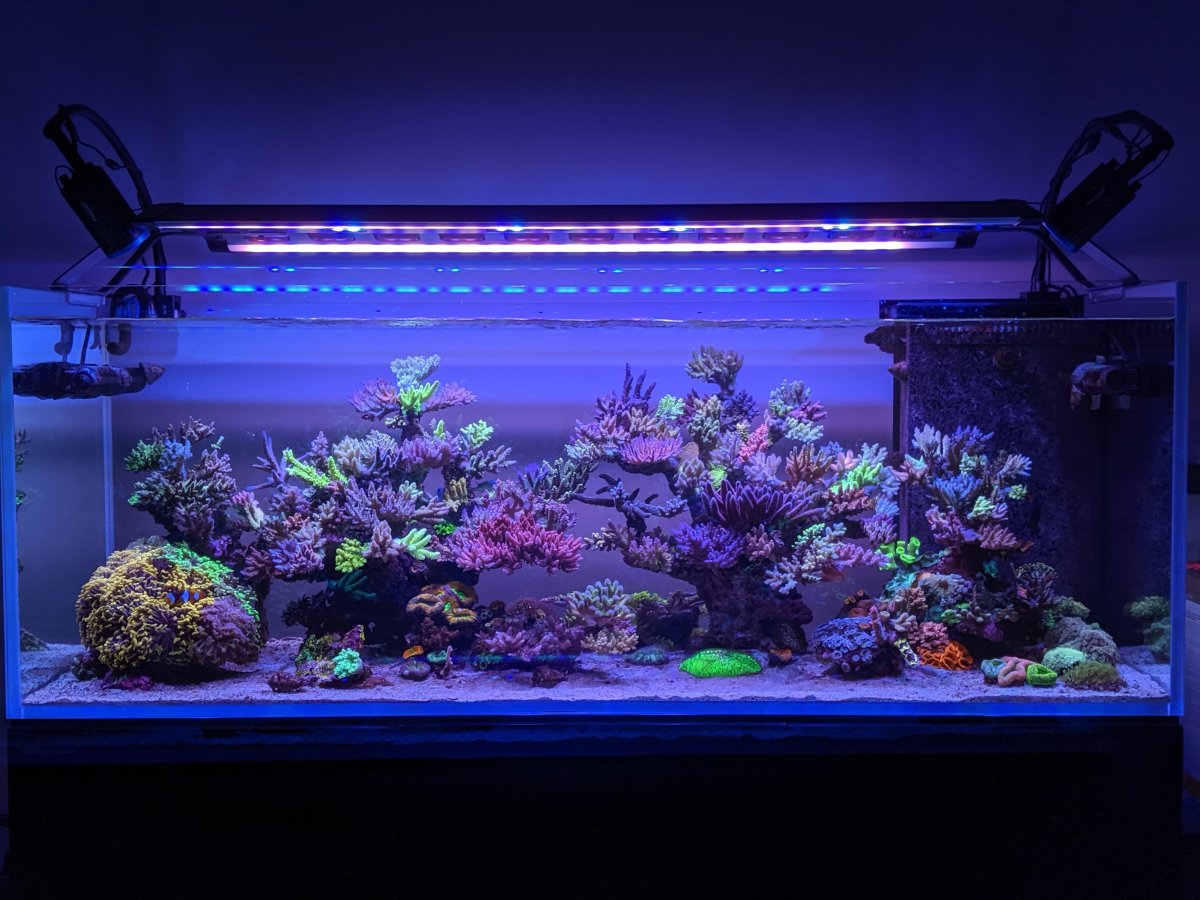 What is the Most Unique Aquascape You Have Seen | Reef2Reef