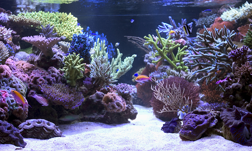 What is the Most Unique Aquascape You Have Seen | Reef2Reef