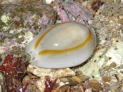 What’s going on with my cowrie snail? | Reef2Reef