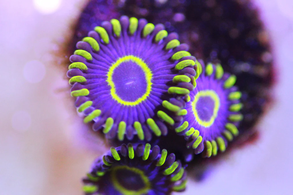Do OG Purple Hornet zoas Still exist? | Reef2Reef