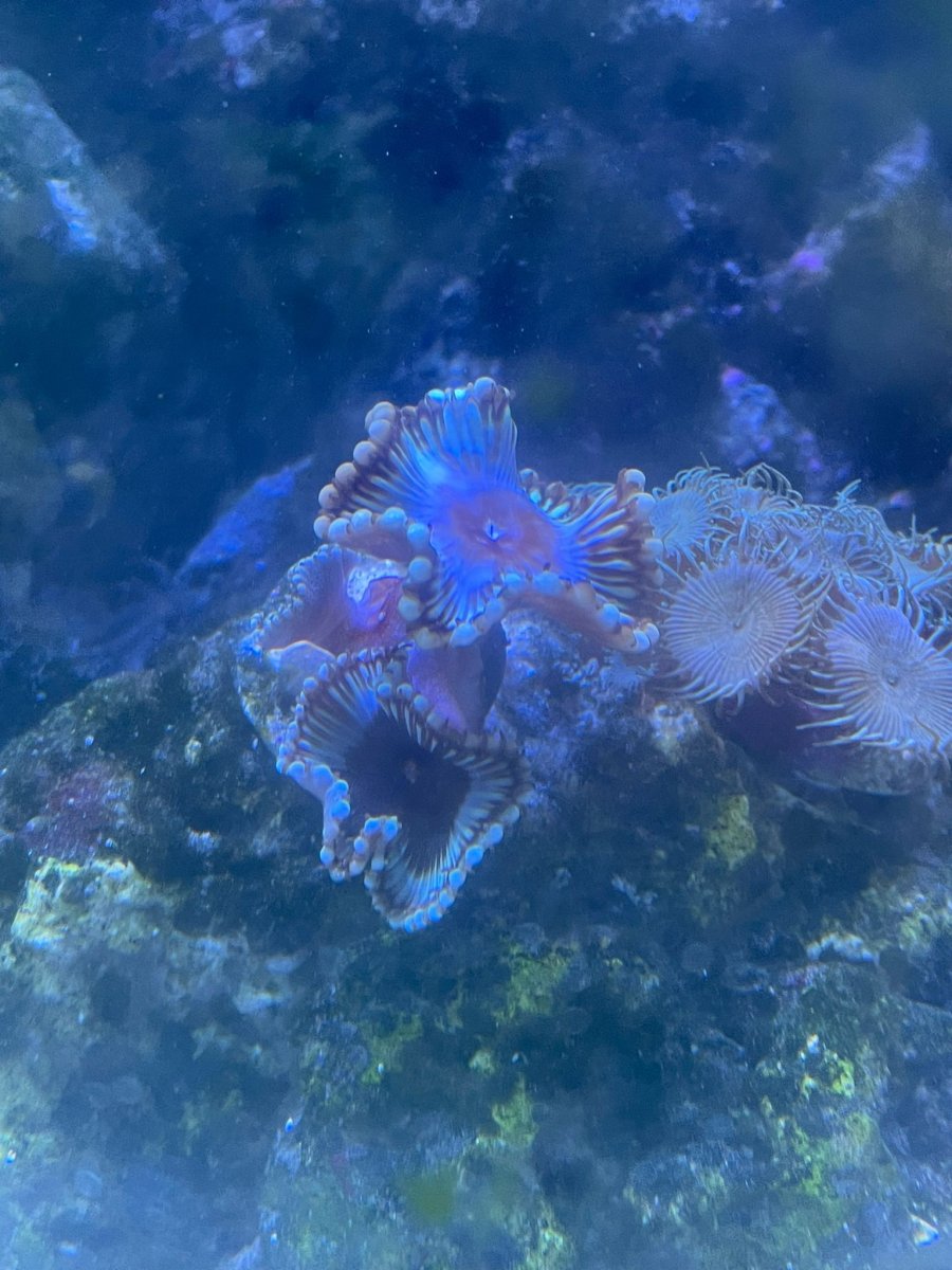 ID coral | Reef2Reef