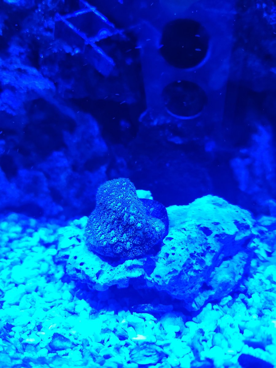Coral ID - random purchase | Reef2Reef
