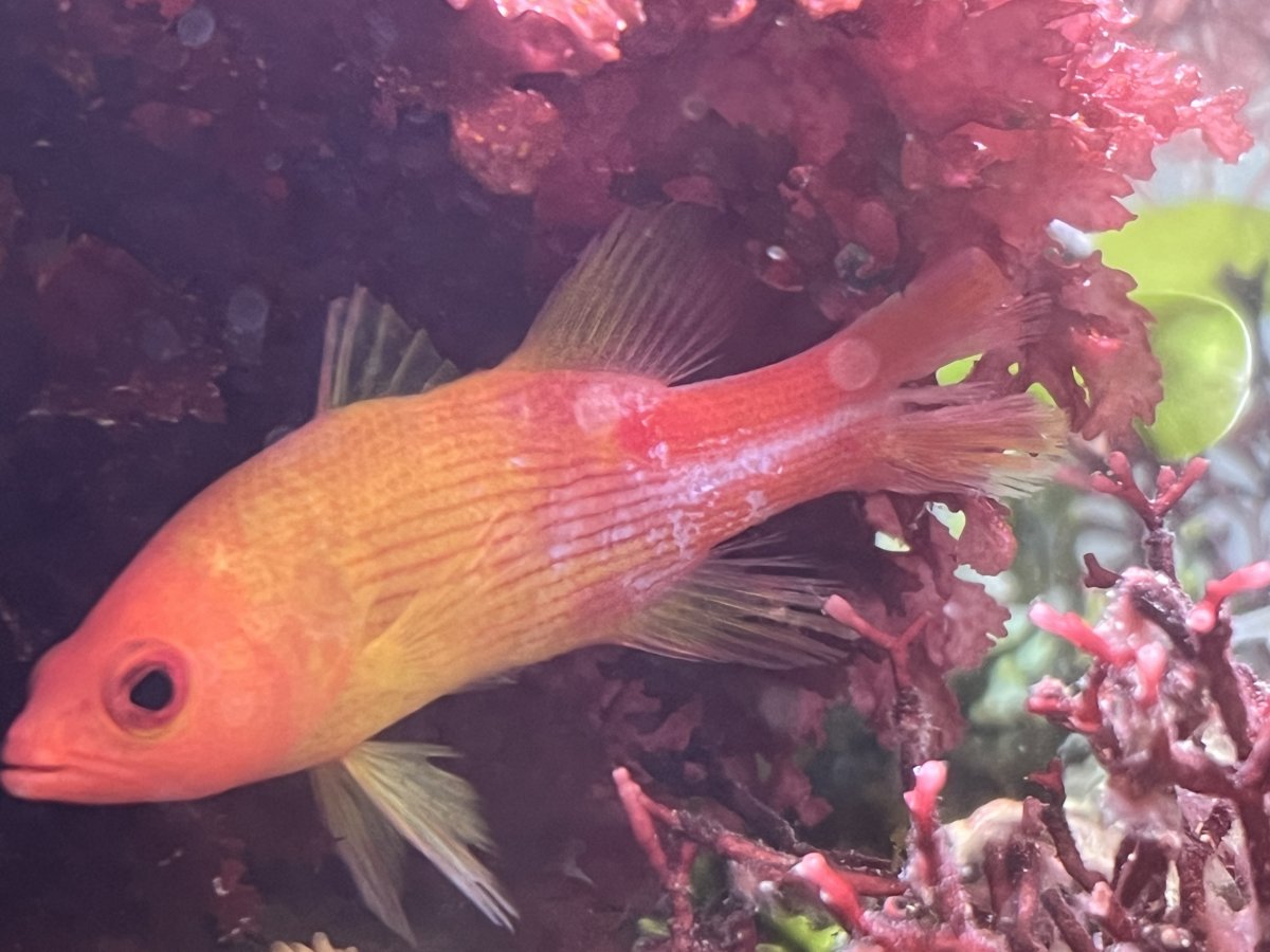 EMERGENCY - Beaten Up Multiline Basslet | Reef2Reef