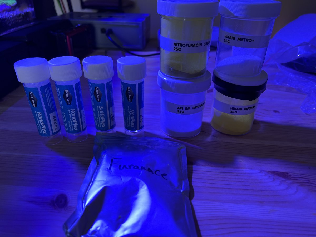 EMERGENCY - Beaten Up Multiline Basslet | Page 2 | Reef2Reef