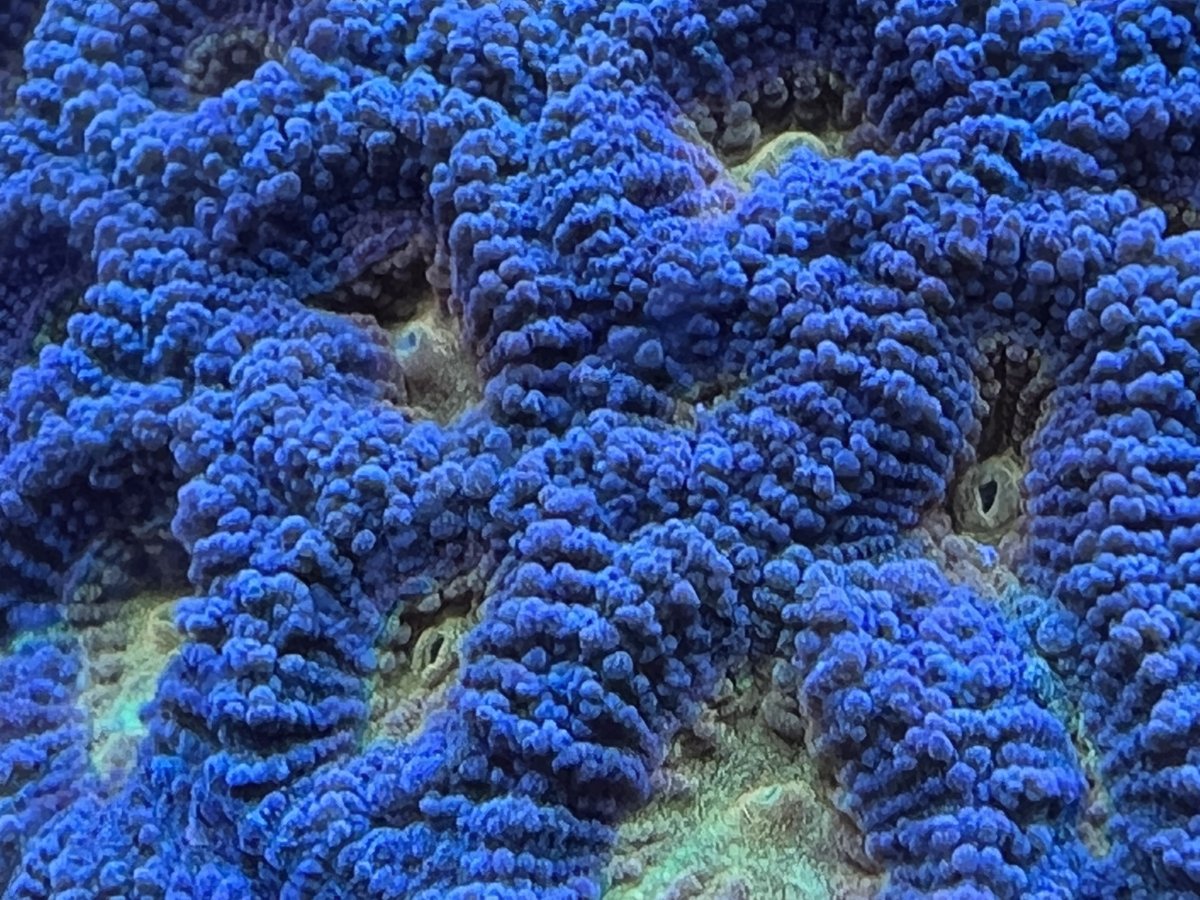 Is this how favia grow? | Reef2Reef