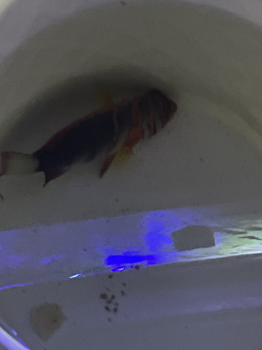 Wisconsin - Live Goods - 9" Australian Harlequin tusk - Fat and healthy ...