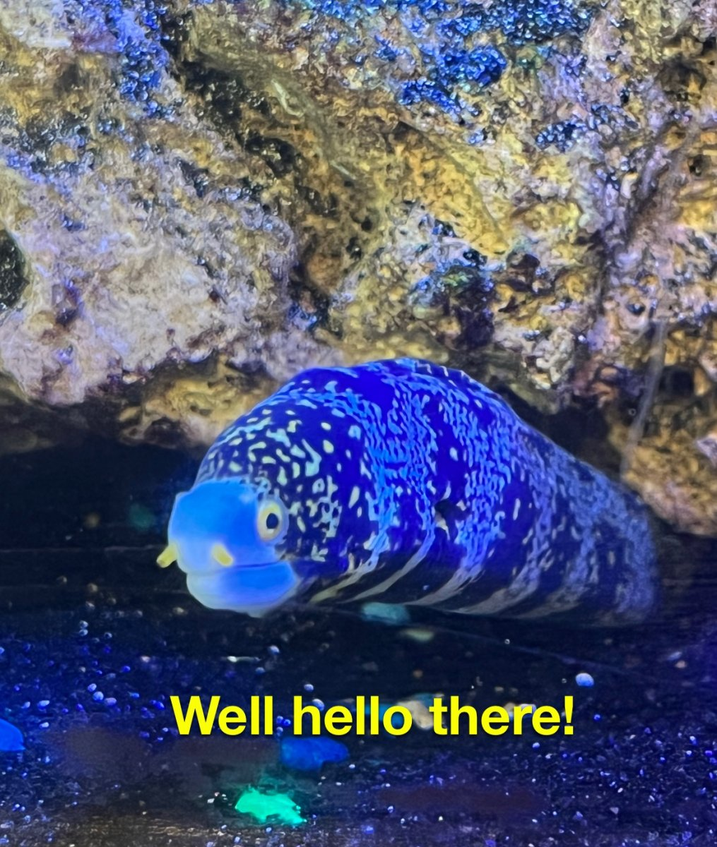 Hello - Kind of a lurker (No longer lurking) | Page 2 | Reef2Reef