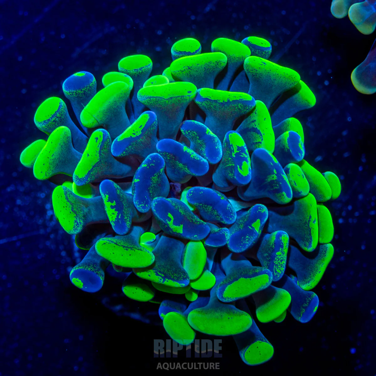 Riptide Aquaculture| 1776 LIVE SALE | MASSIVE GIVEAWAY |$1, $5, $17.76 ...
