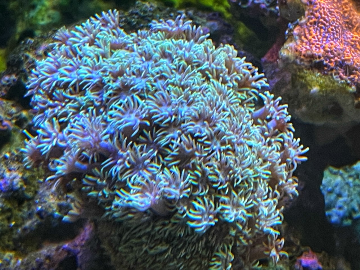 Lets see your Torch and Goni Gardens! | Page 4 | Reef2Reef