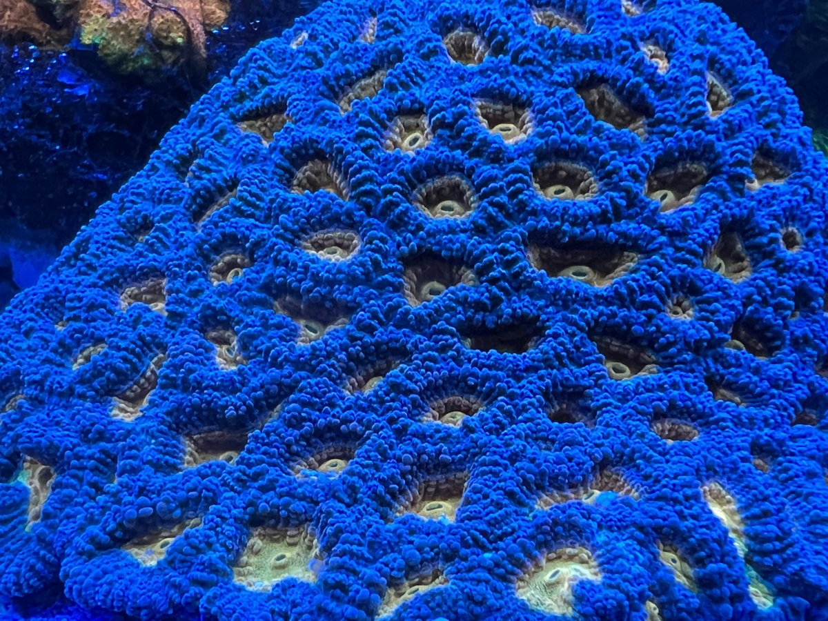 Fauna Marin Color Elements/Organics | Reef2Reef
