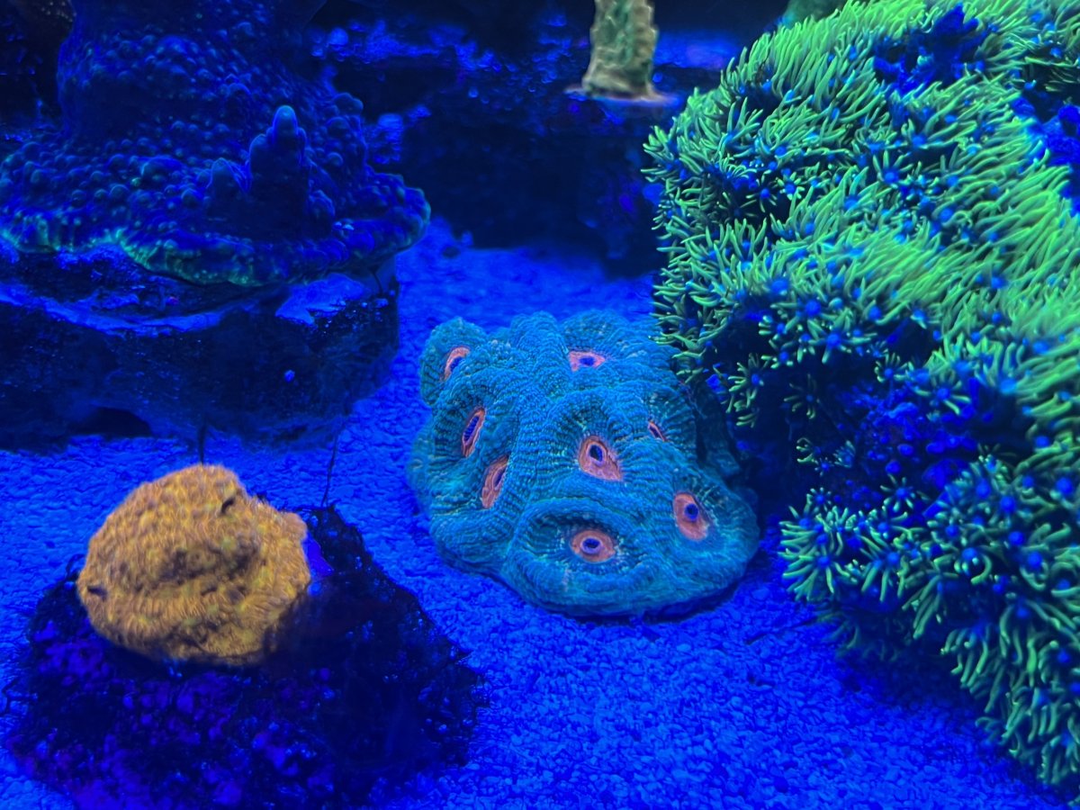 Fauna Marin Color Elements/Organics | Reef2Reef