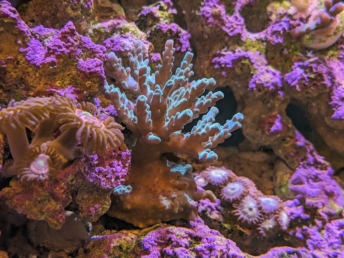 What to do with these acros... | Reef2Reef