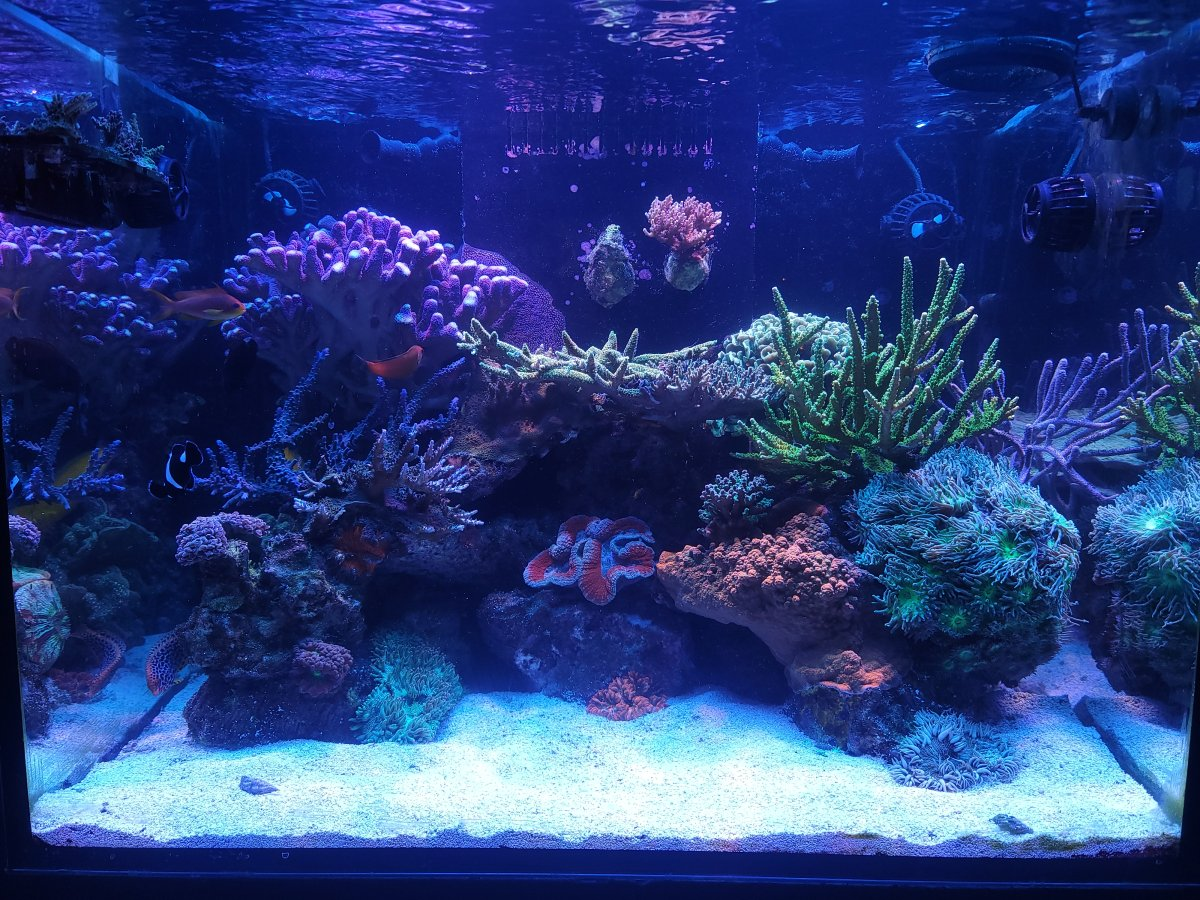 Reef Tank 365 - Reef Tank 365- Homer1475's Homers 80g Started On RC ...