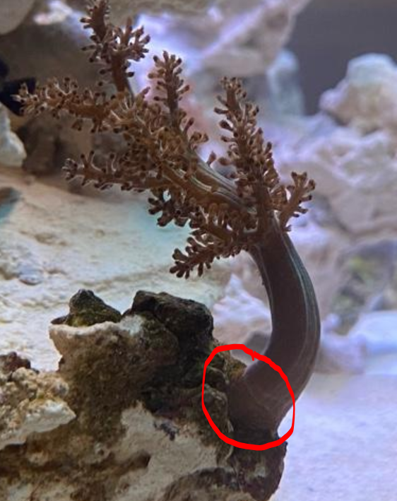 Leather coral brown at base | Reef2Reef
