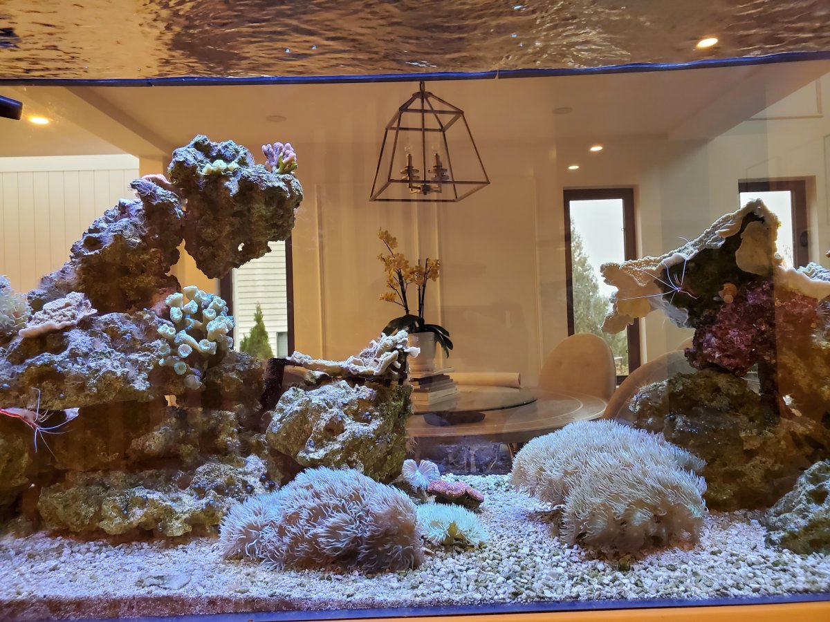 Hello - 120g in-wall reef tank from Vancouver, BC | Reef2Reef