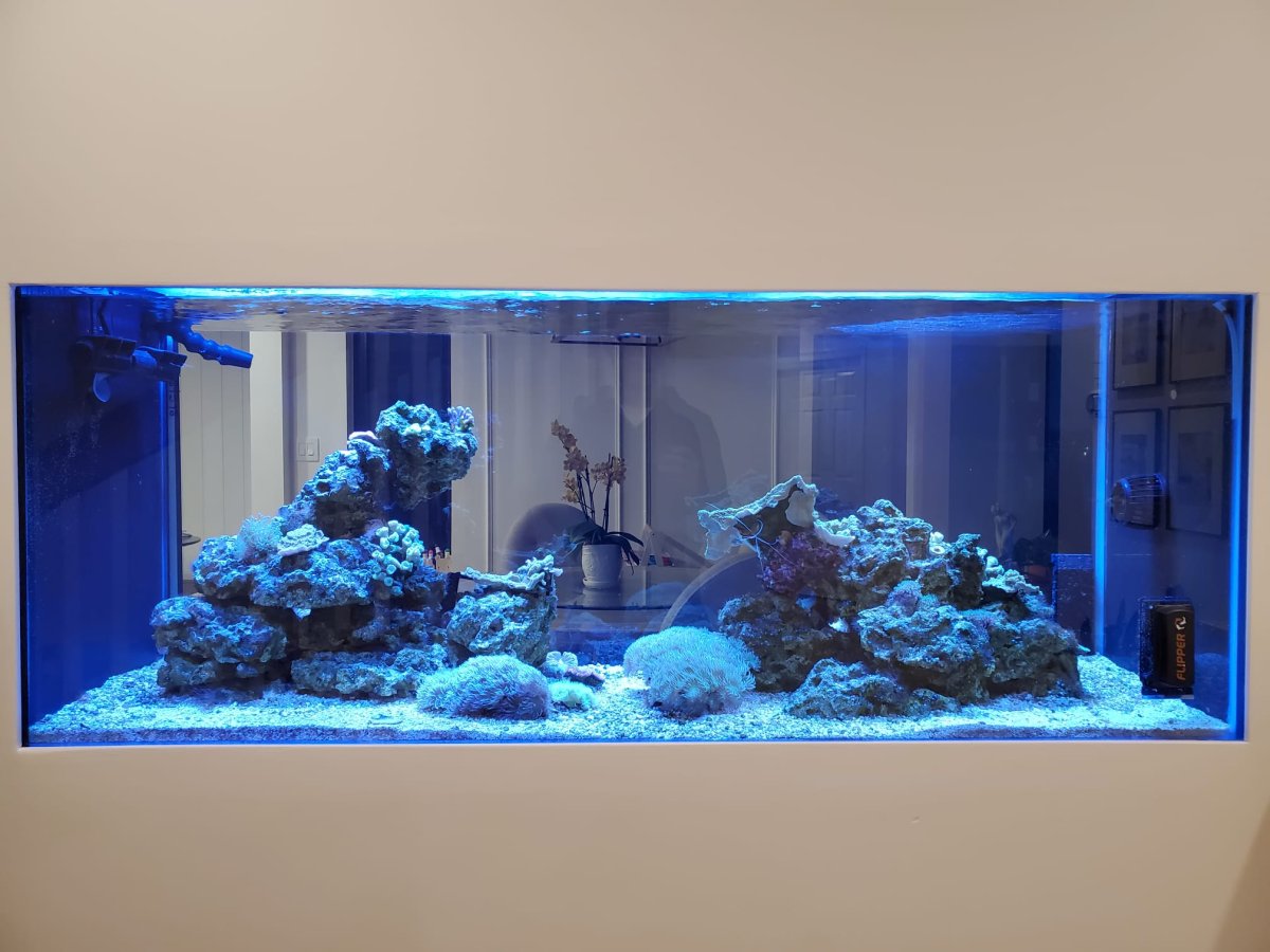 Build Thread - 120G in-wall two sided reef tank full build journey ...