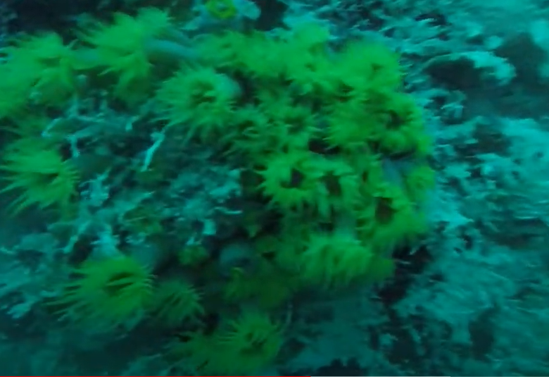 Coral Identification - Key West, FL | Reef2Reef