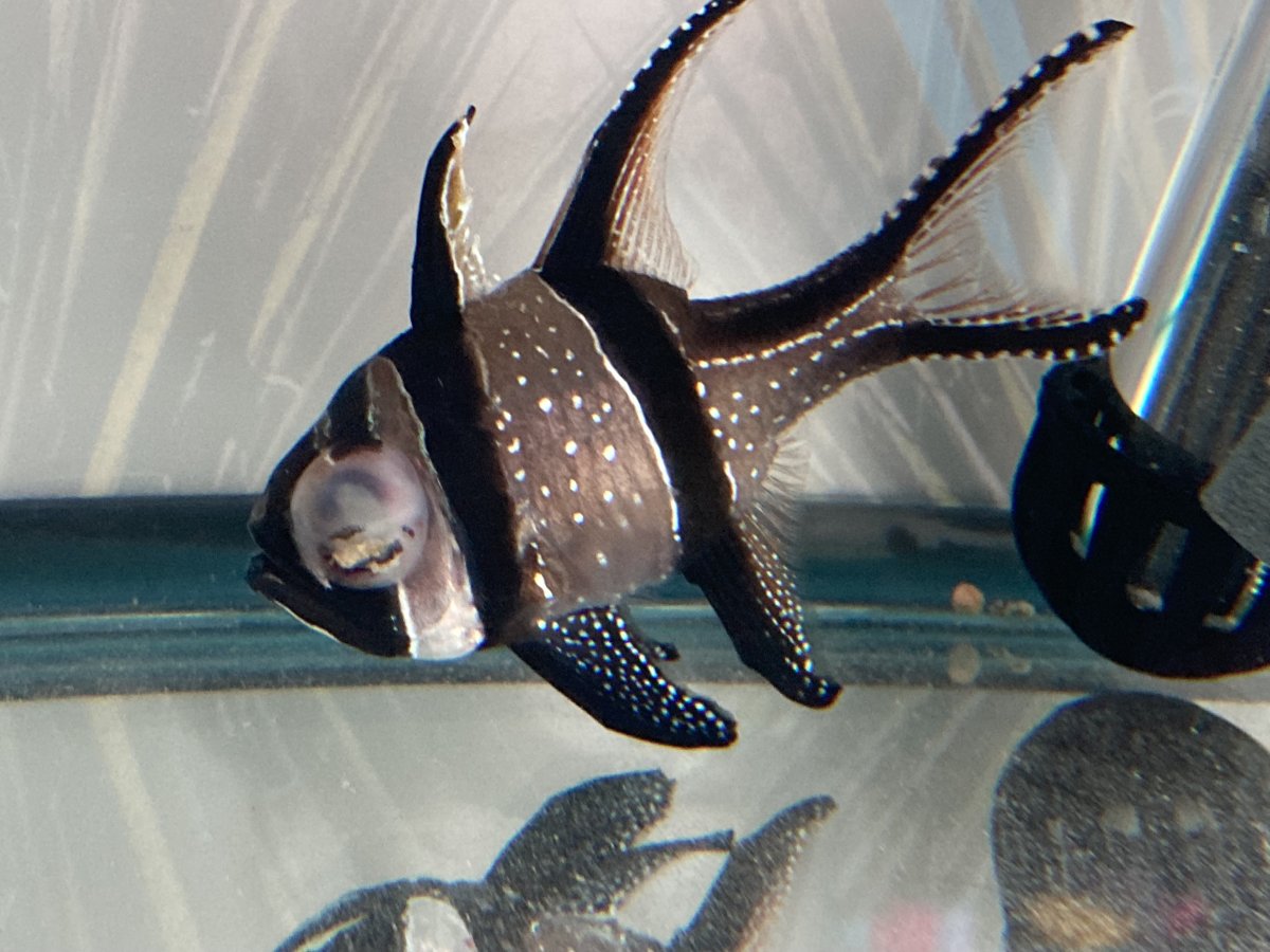 Fish organ ? | Page 3 | REEF2REEF Saltwater and Reef Aquarium Forum