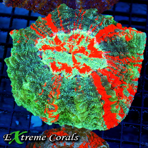 Come check out our blog "The Role of Coral Symbiosis in Reef Aquarium ...