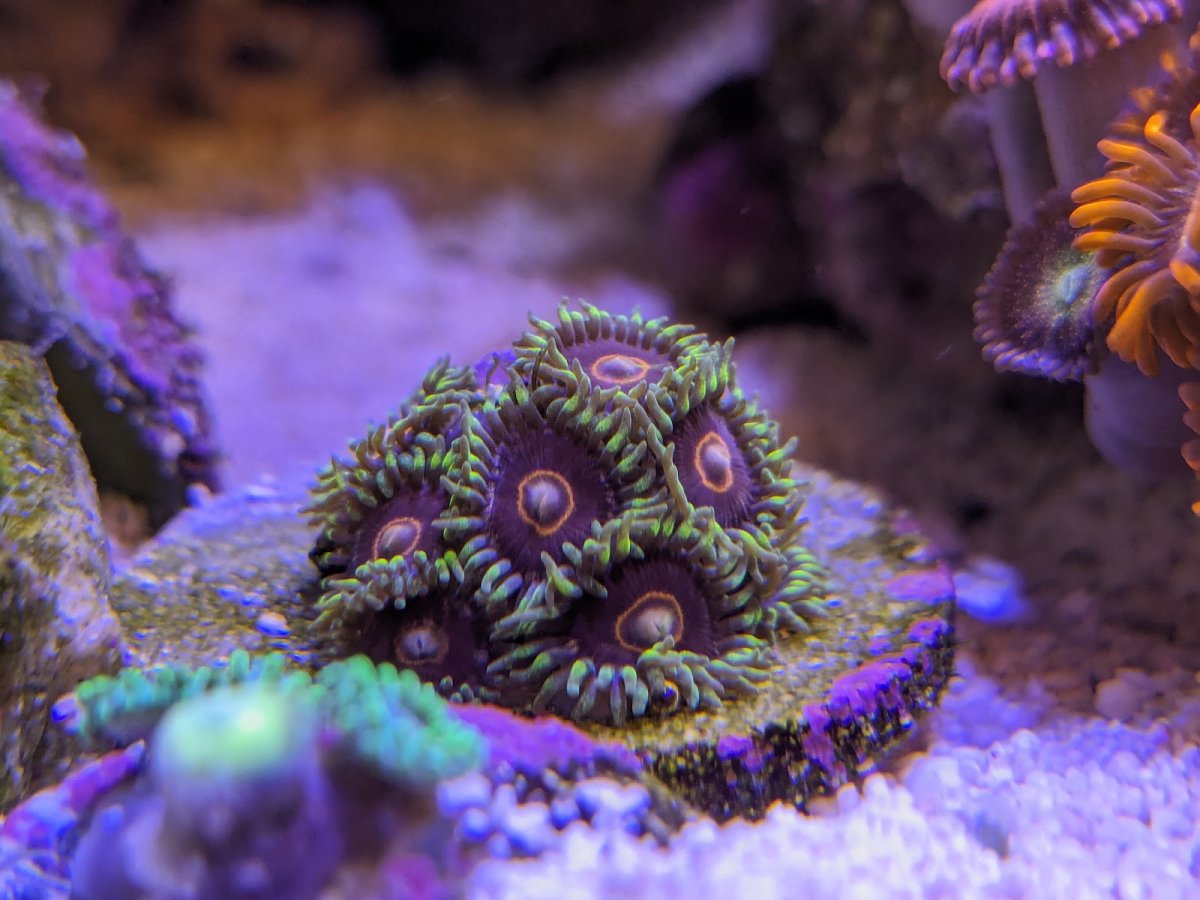 Do OG Purple Hornet zoas Still exist? | Reef2Reef