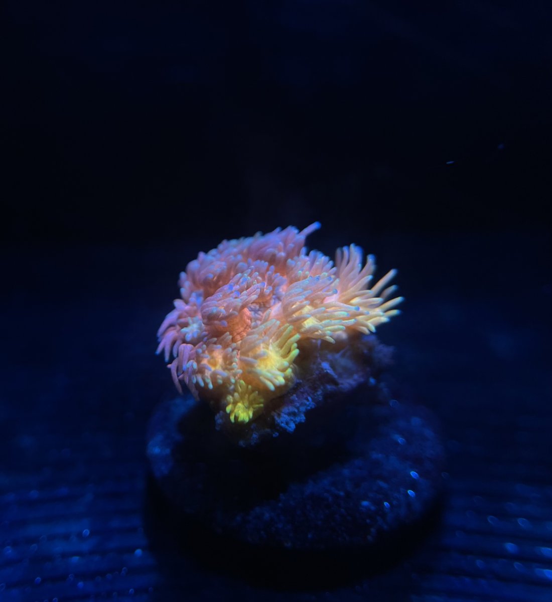 Monster Build - my new baby... AKA The Café | Page 3492 | Reef2Reef
