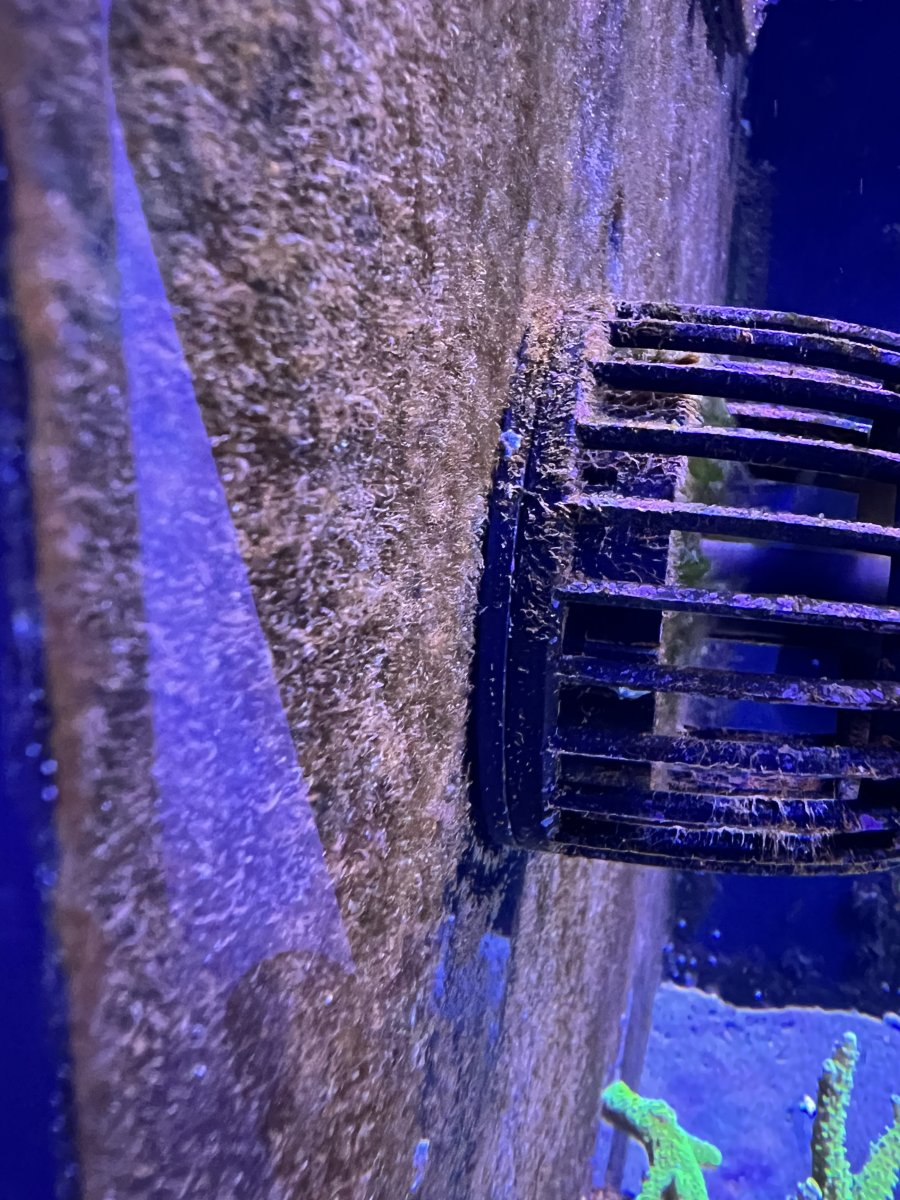 Extremely fast algae growth in glass…for no reason? | Page 3 | Reef2Reef