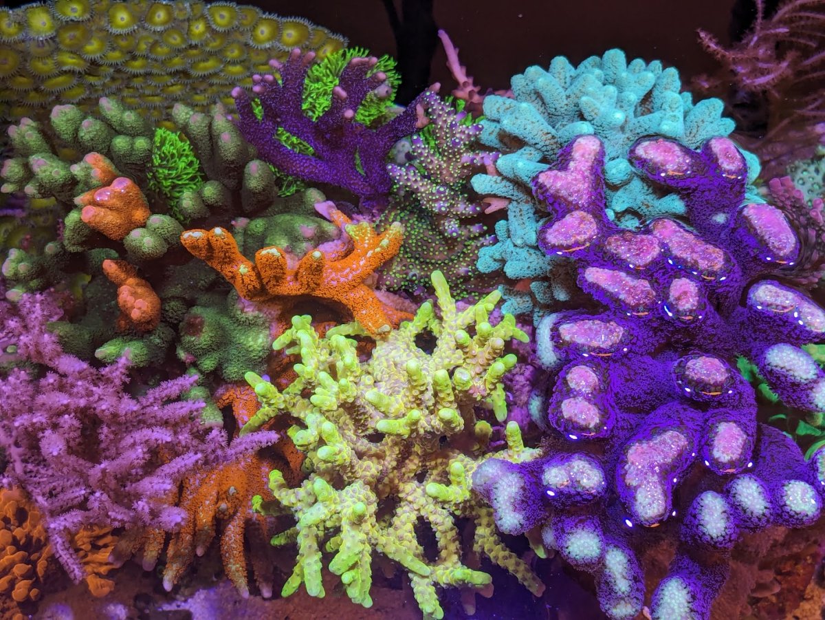 Reef Musing - What do your weekly tank goals look like? | Reef2Reef