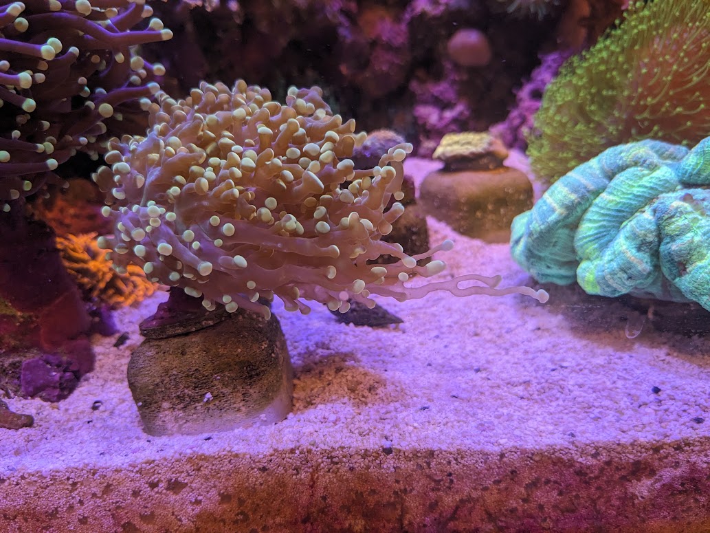 What is your most aggressive coral? | Reef2Reef