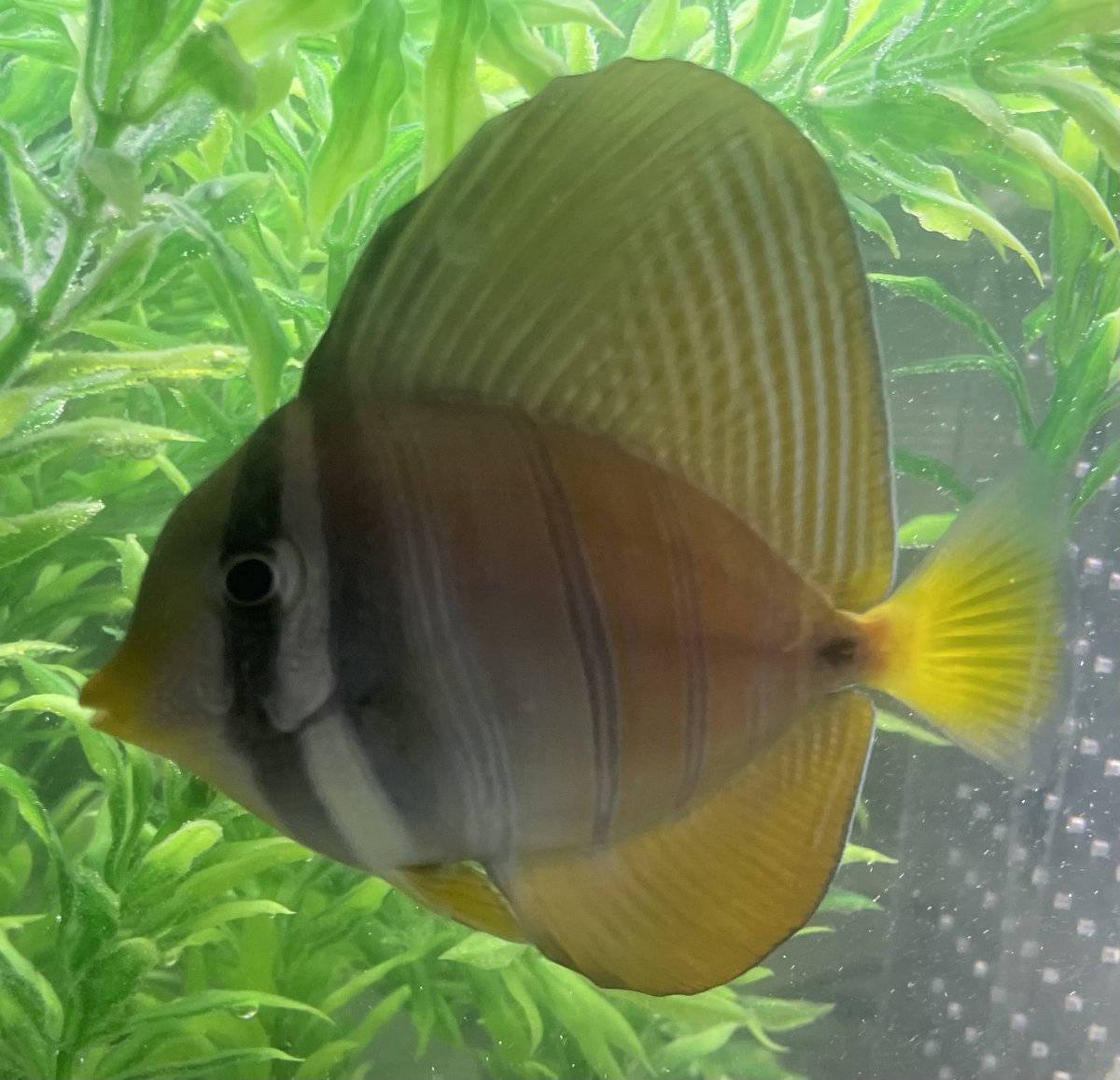 California - Live Goods - PRICE DROPS - Sailfin tang, moyeri leopard ...