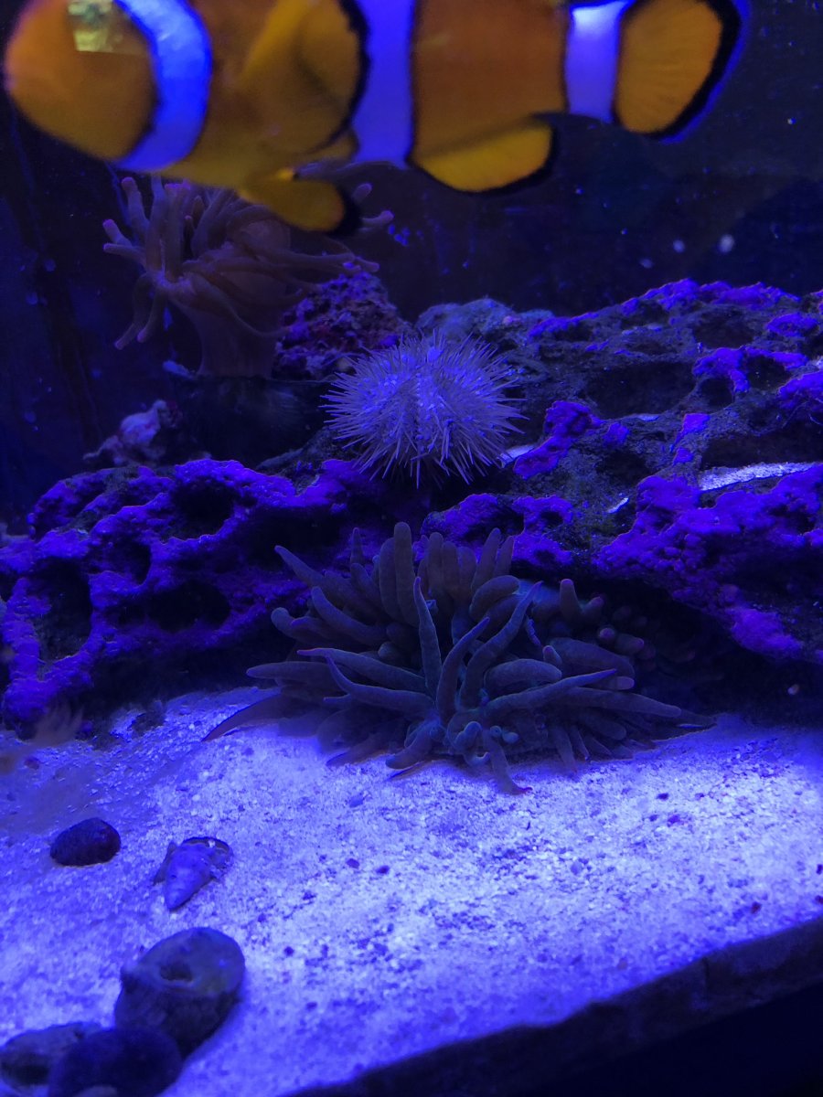 Anemone closed up | Reef2Reef