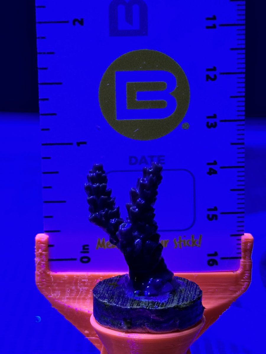 Spring Grow-Out Class 2 - Houdini Picture Entries - ☆☆ | Page 7 | Reef2Reef