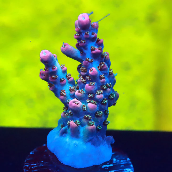 POTO Auction is now live on ReefnBid with TSA Goody Two Shoes, POTO ...