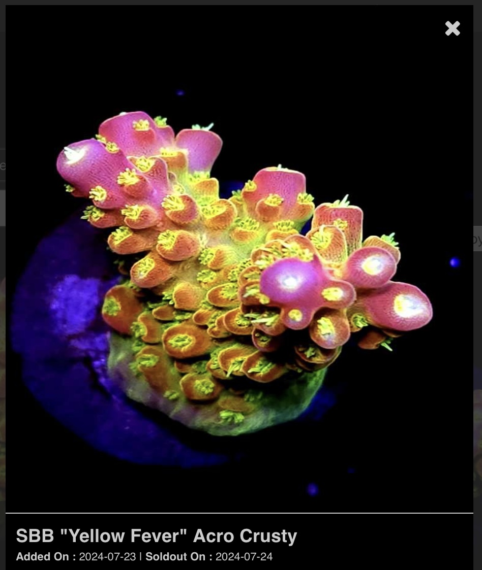 SBB-Mid Summer Blowout Coral Sale! | Page 148 | Reef2Reef