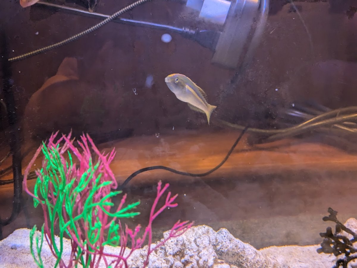 Fattest Fat Fish Fatties: wrasse edition | Reef2Reef