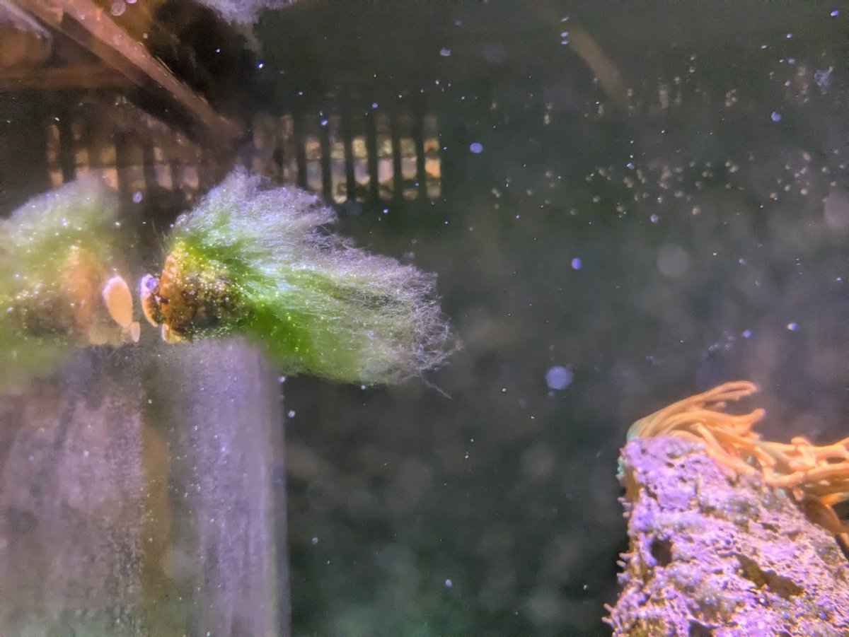 I have trolls in my tank! | Reef2Reef