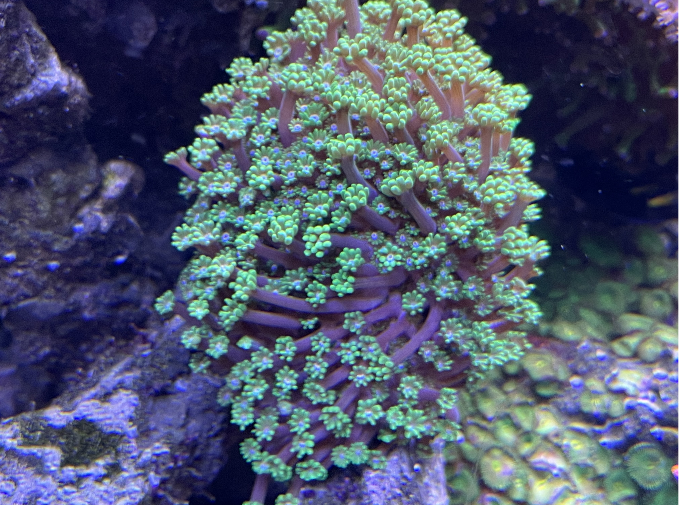 Show me your polluted tanks: High Po4 High No3 | Reef2Reef