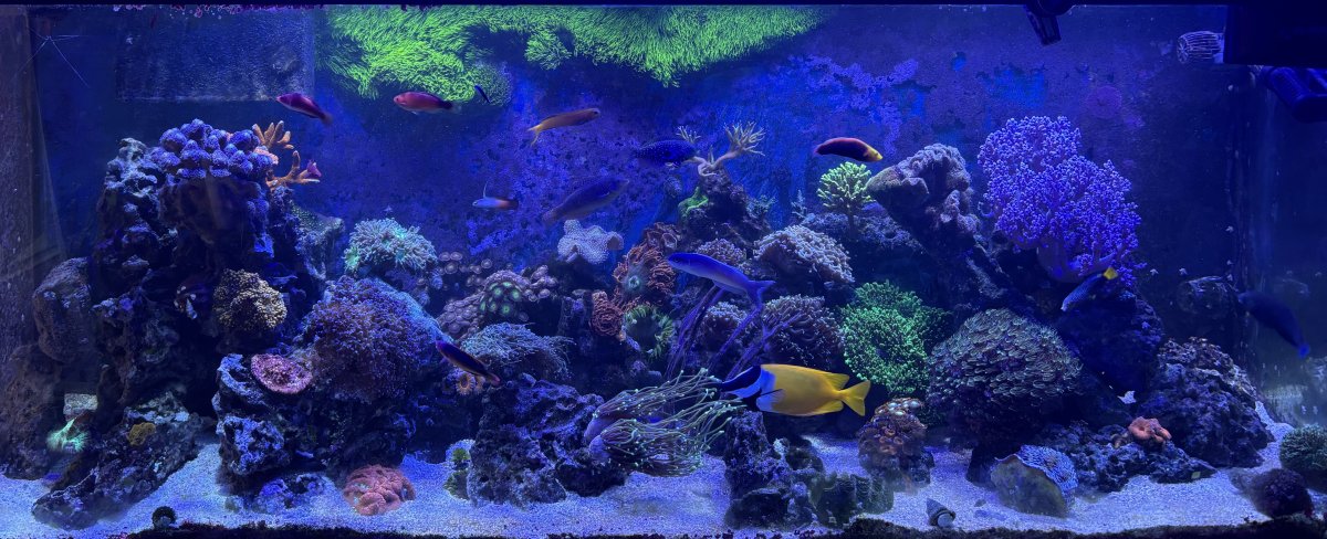 Show me your polluted tanks: High Po4 High No3 | Page 5 | Reef2Reef