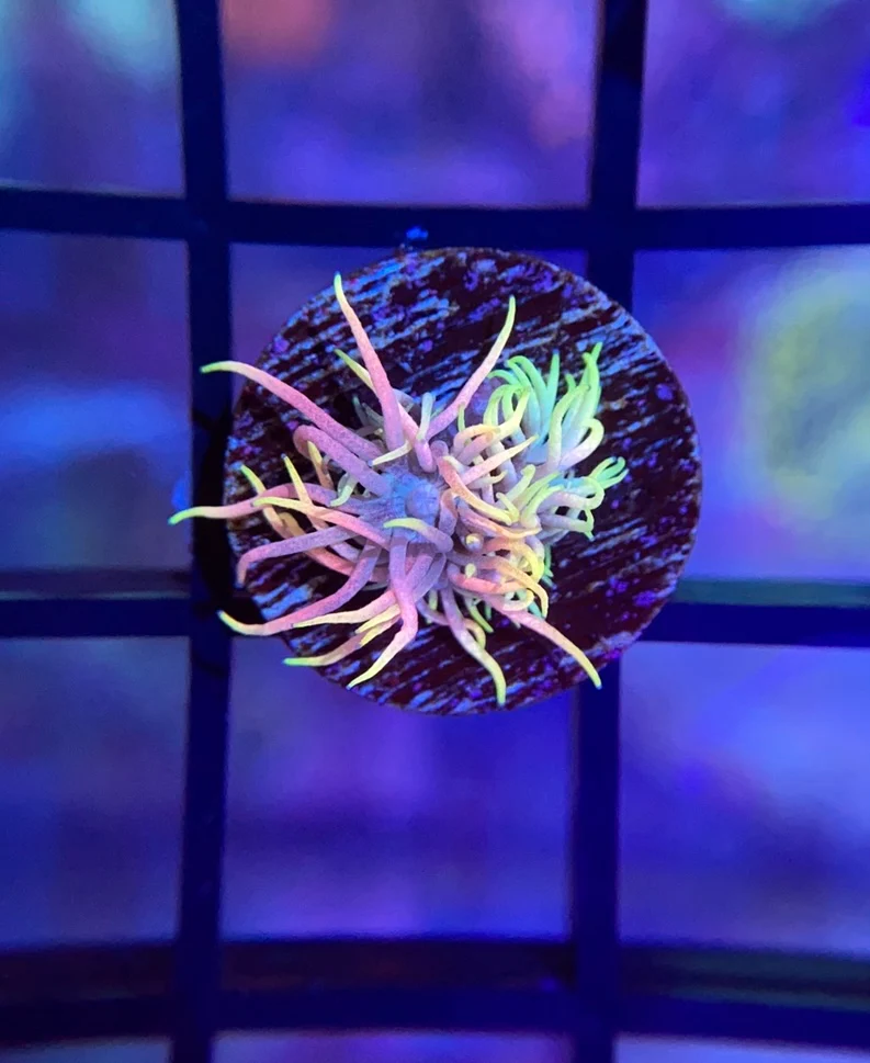 Live Goods - SPONSOR - TCK Insane Plate, Purple Glitter Goni, Rainbow ...