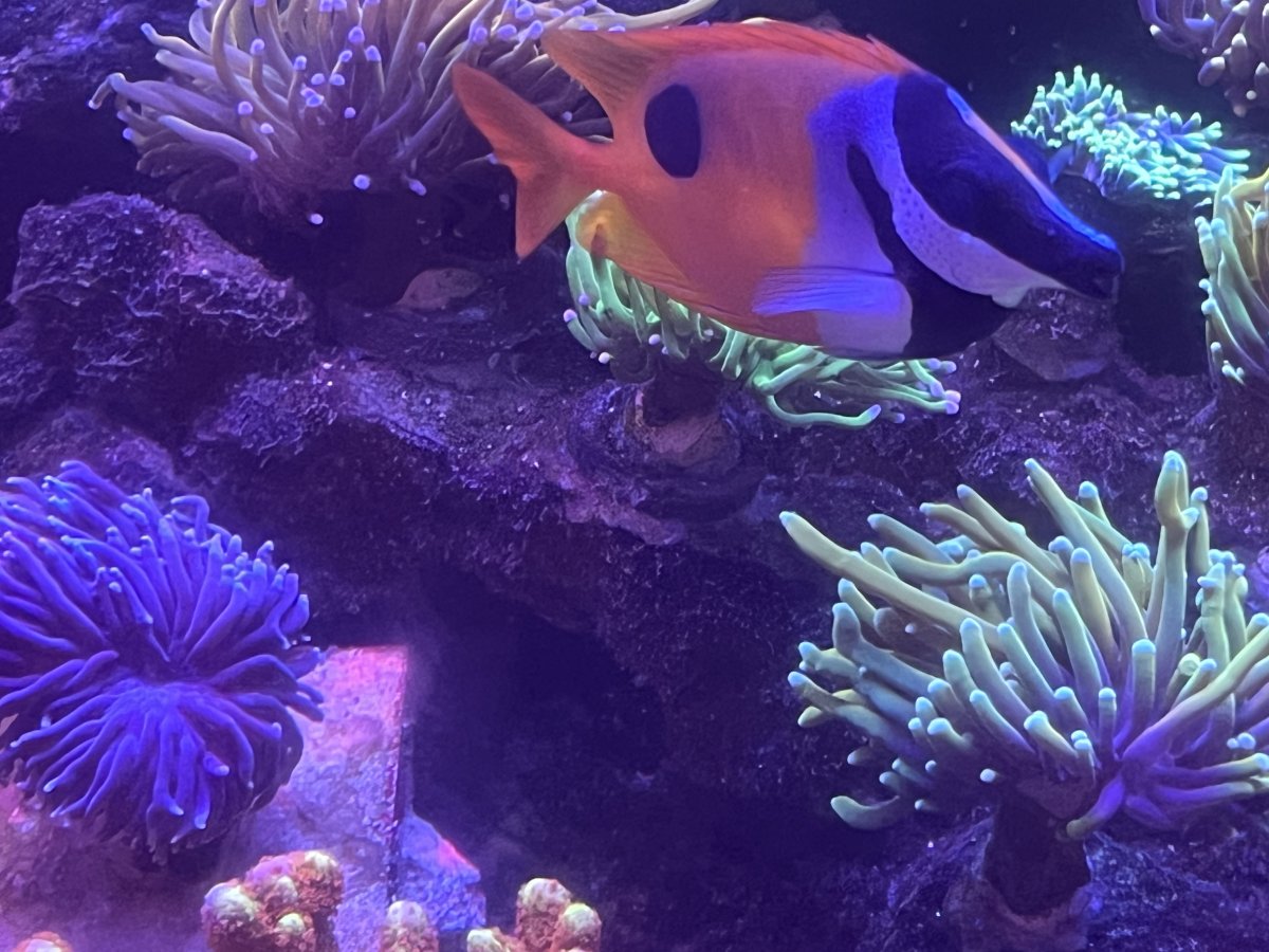 Reefers Anonymous? Coral Addicts Anonymous | Page 2 | Reef2Reef