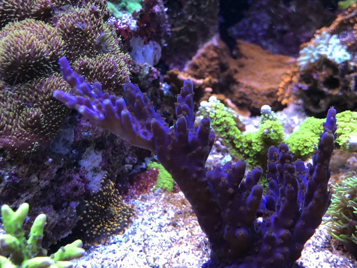 Has Bacto Balance ever reduced NO3 in your tank? | Page 2 | Reef2Reef
