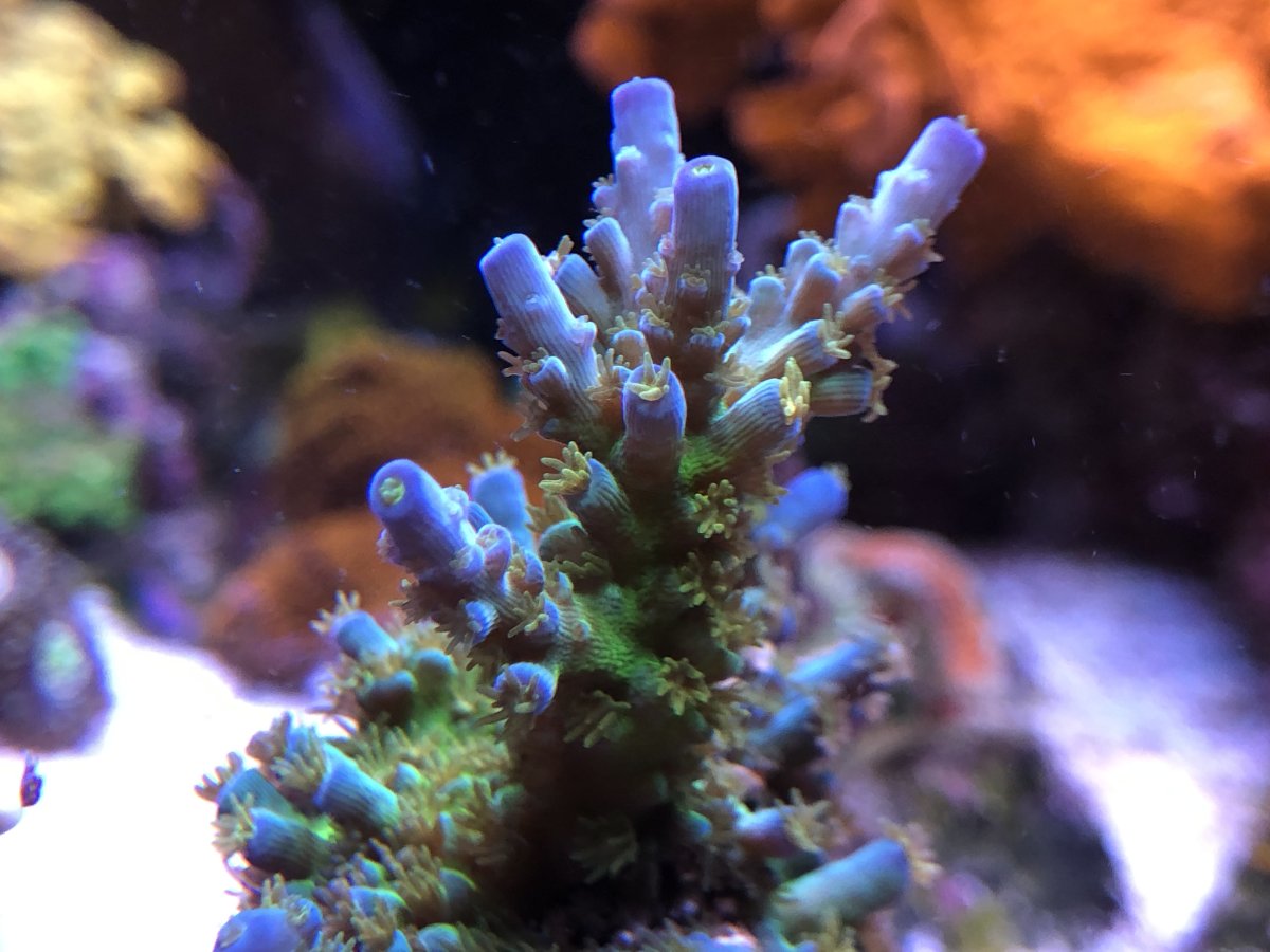 Has Bacto Balance ever reduced NO3 in your tank? | Page 2 | Reef2Reef